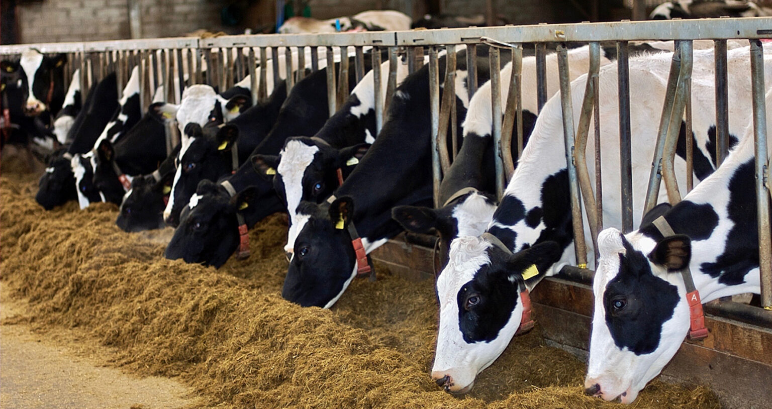 Effect of Trace Mineral Injection in Dairy Animals