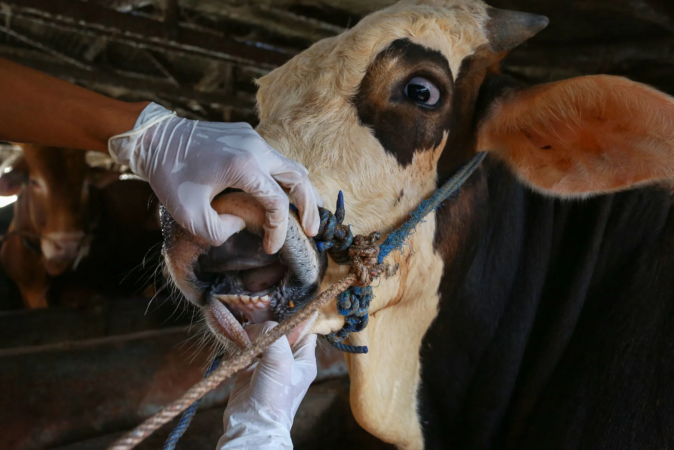 Foot and Mouth Disease (FMD) A Global Threat to Livestock and ...