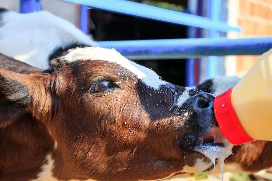 COLOSTRUM AND ITS IMPORTANCE IN CALVES - Pixie Expomedia Pvt Ltd